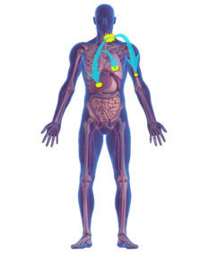 Staging Squamous Cell Skin Cancer: A Practical Description – Skin ...